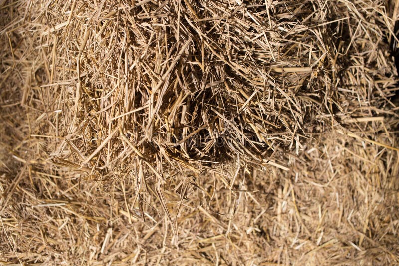 Rice straw stock photo. Image of grain, economical, foliage - 56072332