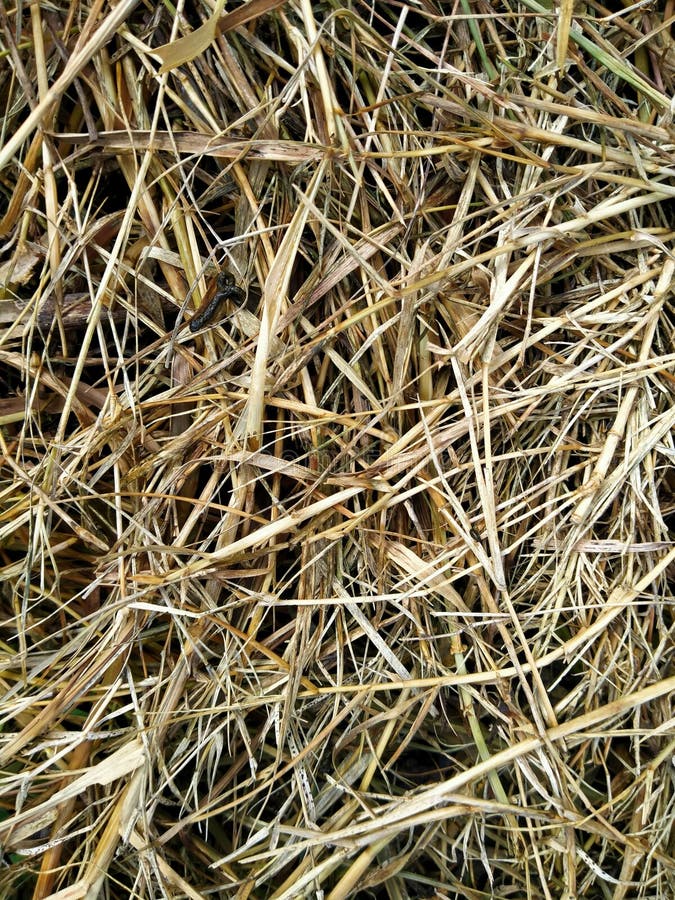 The Rice Straw that Has Been Harvested Looks Dry. Stock Image - Image ...