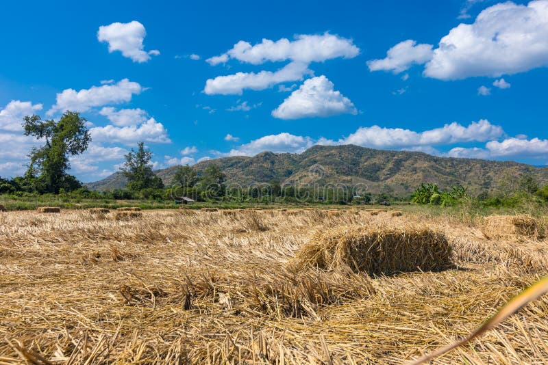 Rice Straw Hay in Paddy Field and Beautiful Mountain, Sky Nice Cloud ...