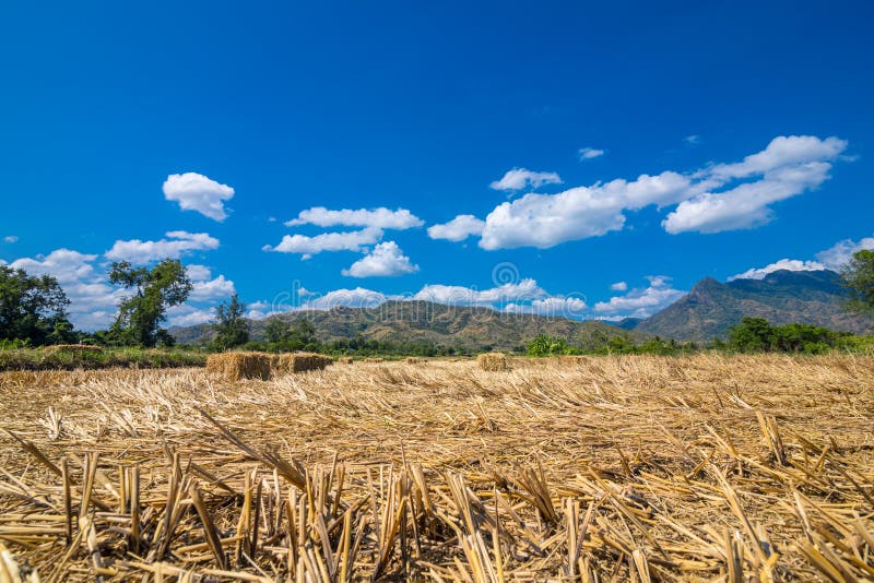 Rice Straw Hay in Paddy Field and Beautiful Mountain, Sky Nice Cloud ...