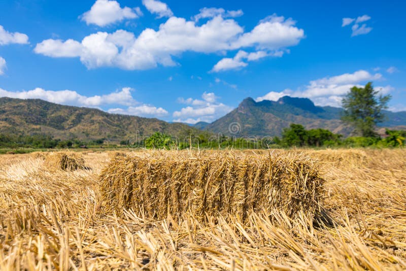 Rice Straw Hay in Paddy Field and Beautiful Mountain, Sky Nice Cloud ...