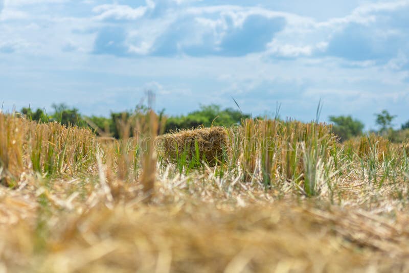 Rice Straw Hay in Paddy Field and Beautiful Mountain, Sky Nice Cloud ...
