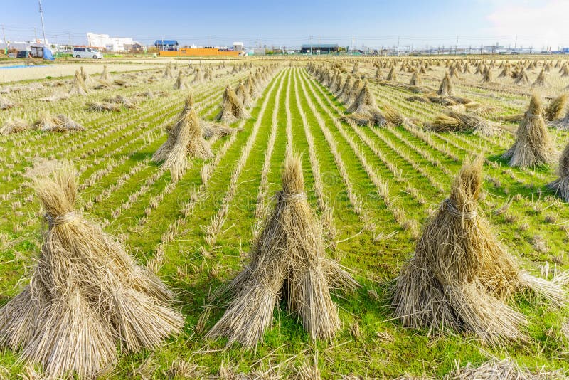 Rice stubble stock image. Image of produce, plant, farmland - 39397373