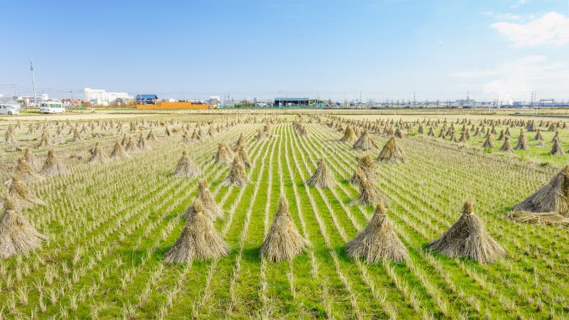 Rice Straw Hay in Paddy Field Stock Image - Image of feed, harvest ...