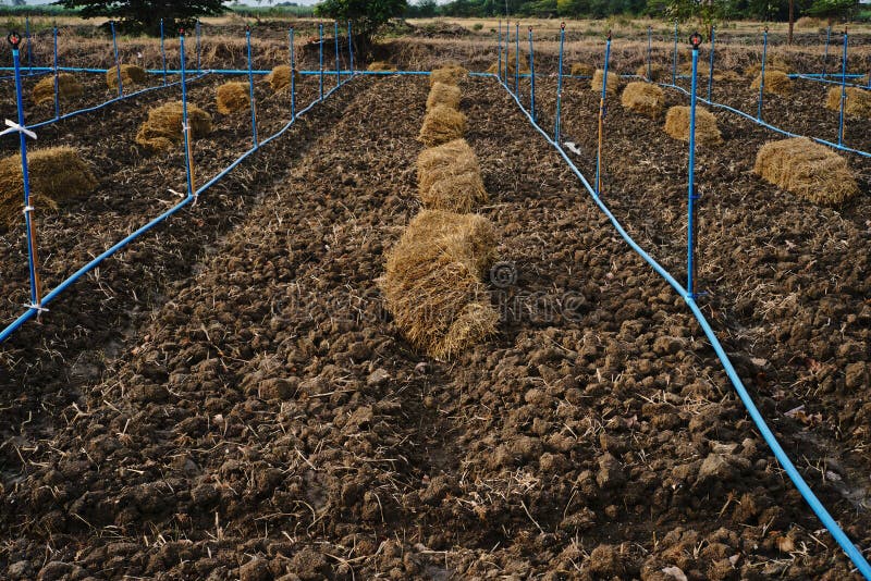 Rice Straw;material for Soil Mulching in Agriculture Stock Photo ...