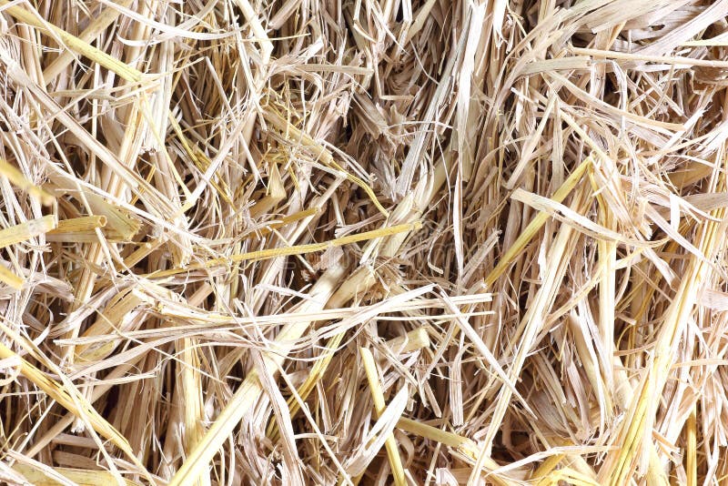 Rice Straw Nature Pattern Use for Background Stock Photo - Image of ...