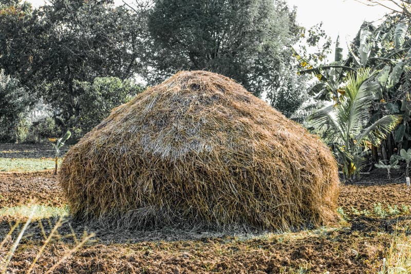 Rice Straw, Paddy Storage Hut Like Structure in India Stock Photo ...