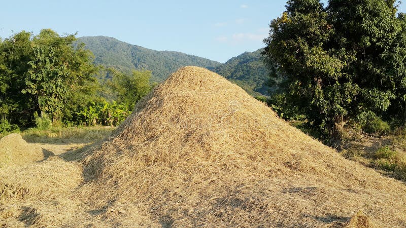 Rice Straw stock image. Image of straw, background, agriculture - 105622201