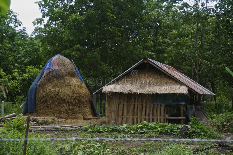 Rice straw stock photo. Image of blurred, rice, stored - 57688788