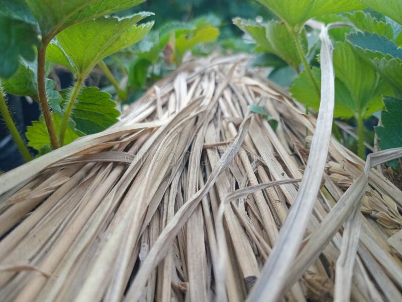 Rice Straw and Strawberry Plant Stock Photo - Image of straw, plant ...