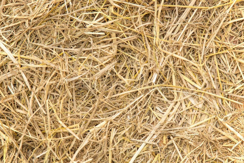 Rice straw stock image. Image of bale, cereal, hard, feeding - 72482269