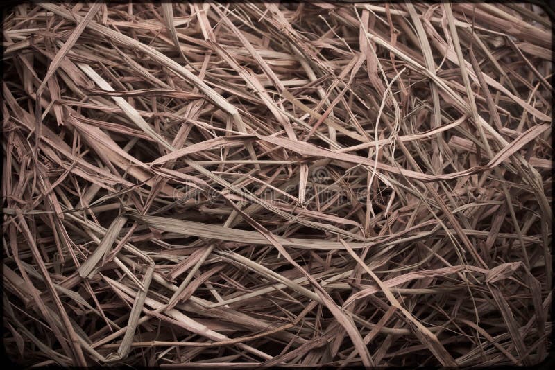 Rice Straw Texture Pattern Rice Straw for Background Stock Image ...