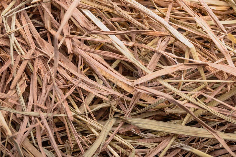 Rice Straw Texture Pattern Rice Straw for Background Stock Image ...