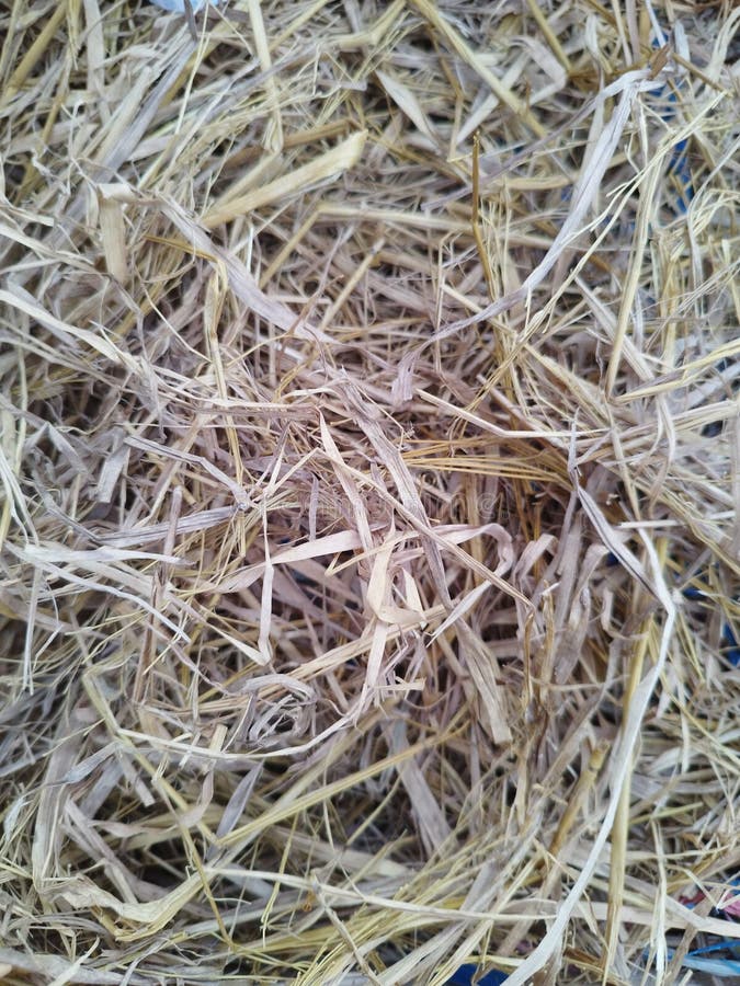 Rice Straw Texture Photo, View from Top Stock Image - Image of macro ...