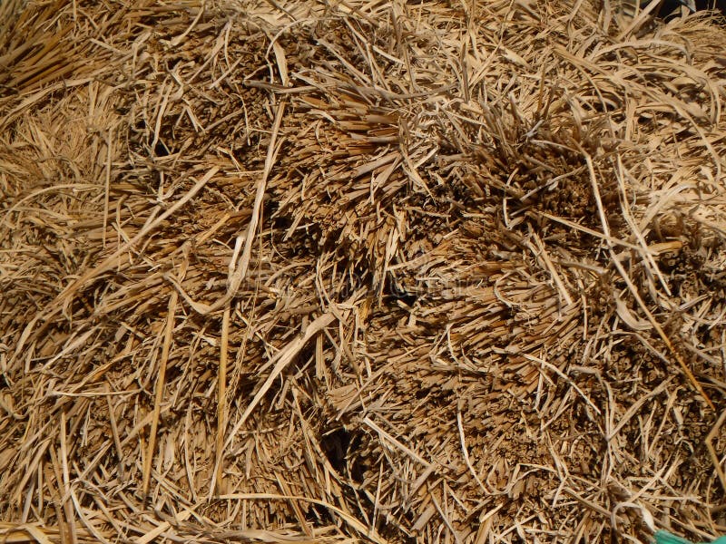 Rice straw stock image. Image of rural, rice, straw, thailand - 88793443
