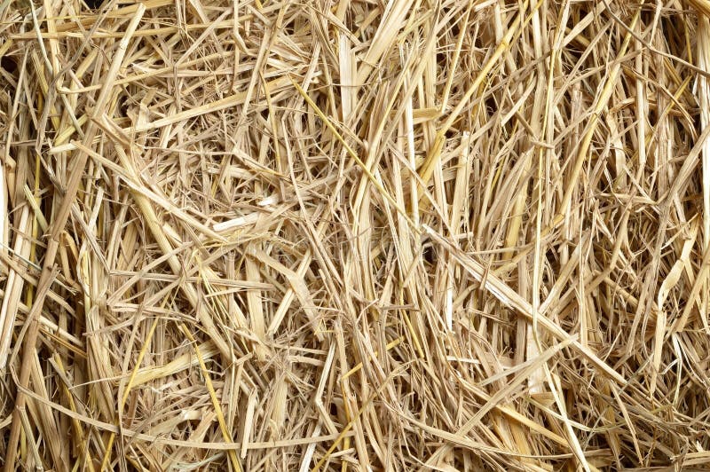 Rice straw stock image. Image of rice, detail, straw - 54334241