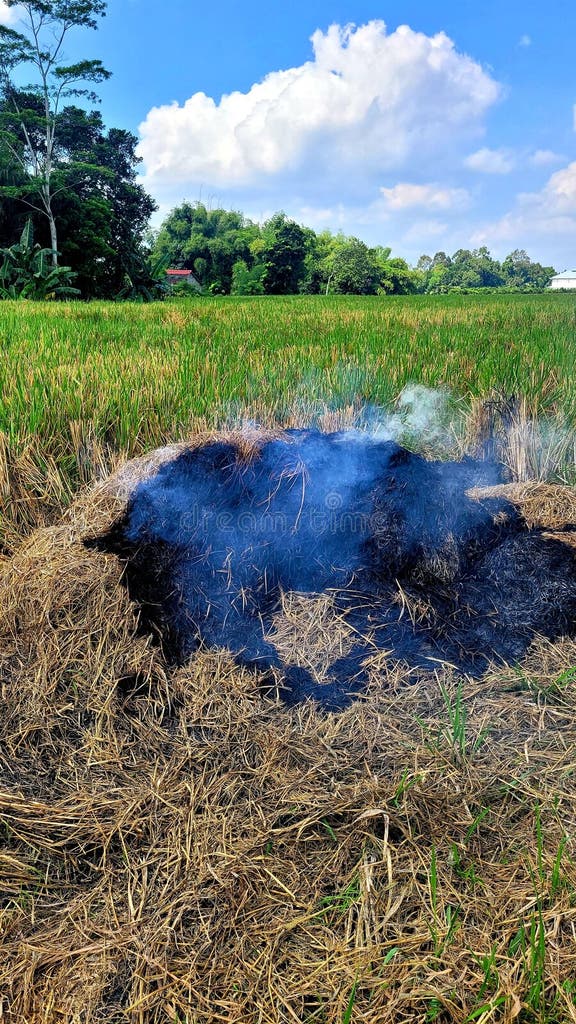 Rice Straw, Which is Burned in Preparation for Tilling the Land in Rice ...