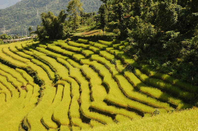 Sikkim India Rice Stock Photos - Free & Royalty-Free Stock Photos from ...