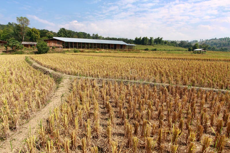 Rice stubble stock image. Image of produce, plant, farmland - 39397373