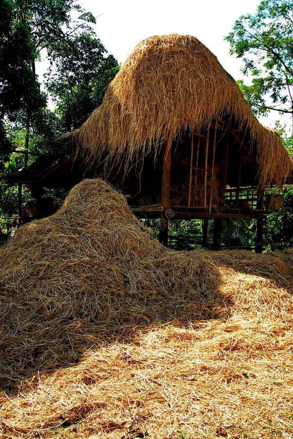 Rice stubble and barn stock image. Image of grain, yellow - 53961749