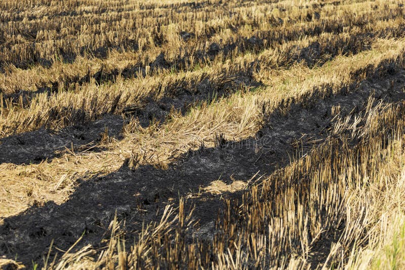 Rice Stubble in a Rice Field Burned after the Harvest Season. Stock ...