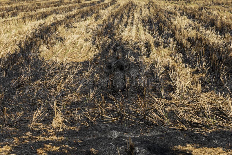 Rice Stubble in a Rice Field Burned after the Harvest Season. Stock ...