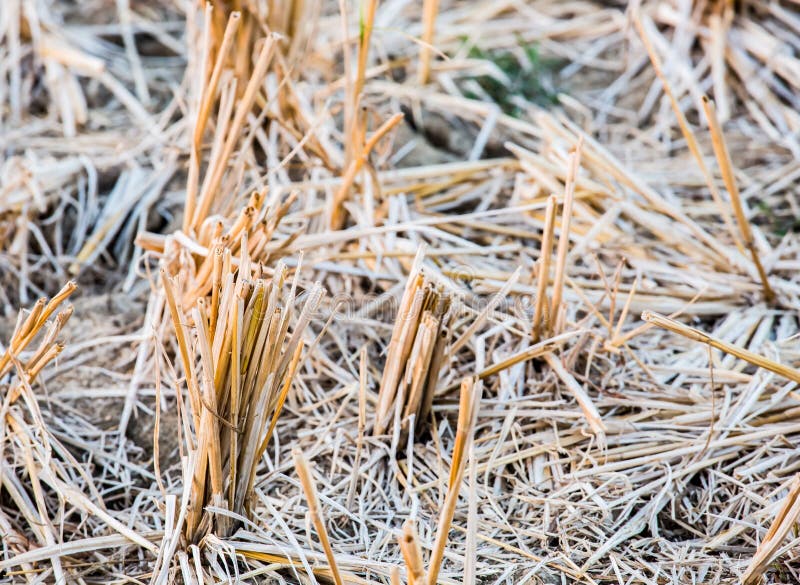 Rice stubble stock image. Image of produce, plant, farmland - 39397373