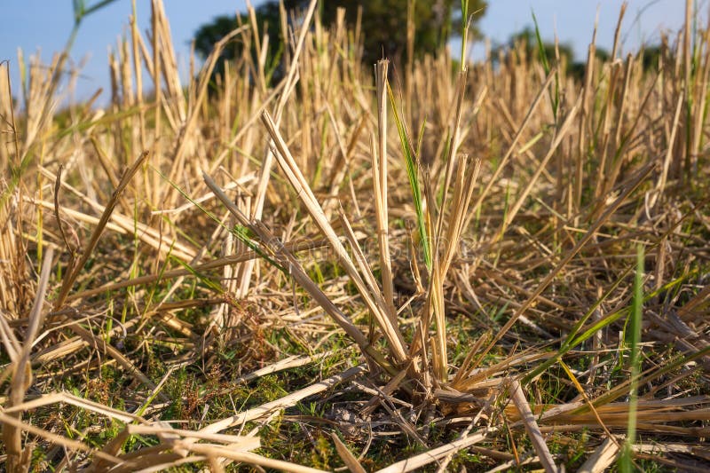 1,126 Rice Stubble Stock Photos - Free & Royalty-Free Stock Photos from ...