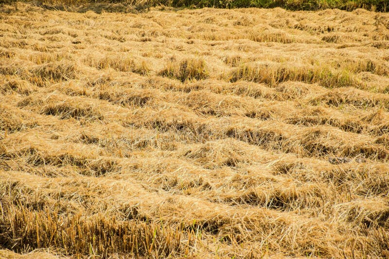 Rice stubble after harvest stock photo. Image of country - 300423084