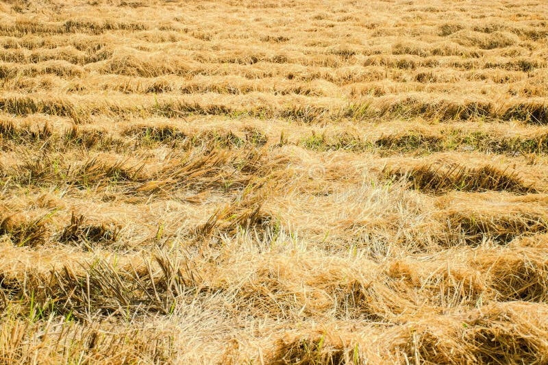 Rice stubble after harvest stock image. Image of botany - 300423101