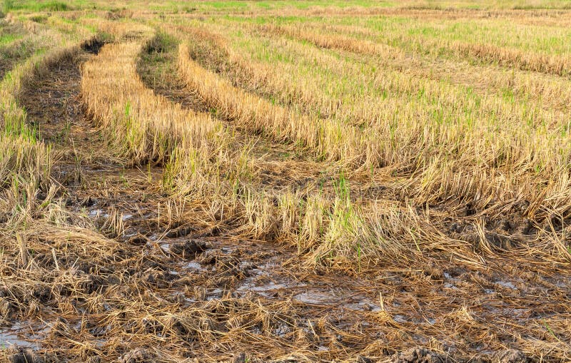 Rice stubble stock image. Image of produce, plant, farmland - 39397373