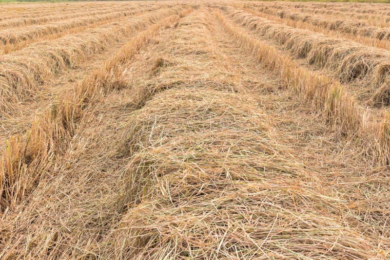 Stubble Texture Stock Photos - Download 1,624 Royalty Free Photos