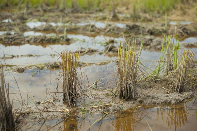 Rice stubble stock image. Image of northern, peasant - 82244367