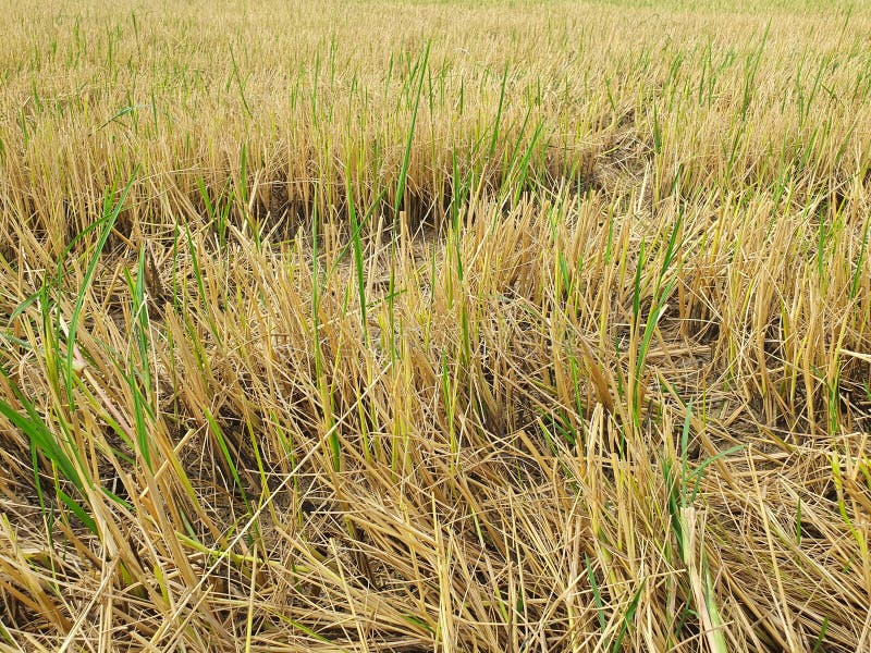 Rice Stump Remaining in the Field after Harvesting Stock Photo - Image ...