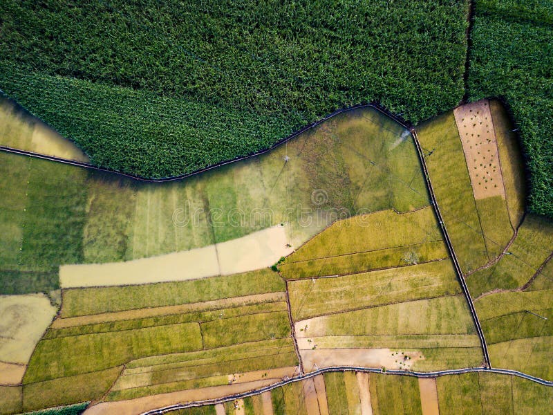 Rice and Sugar Cane Fields in Southern China Aerial Stock Image - Image ...
