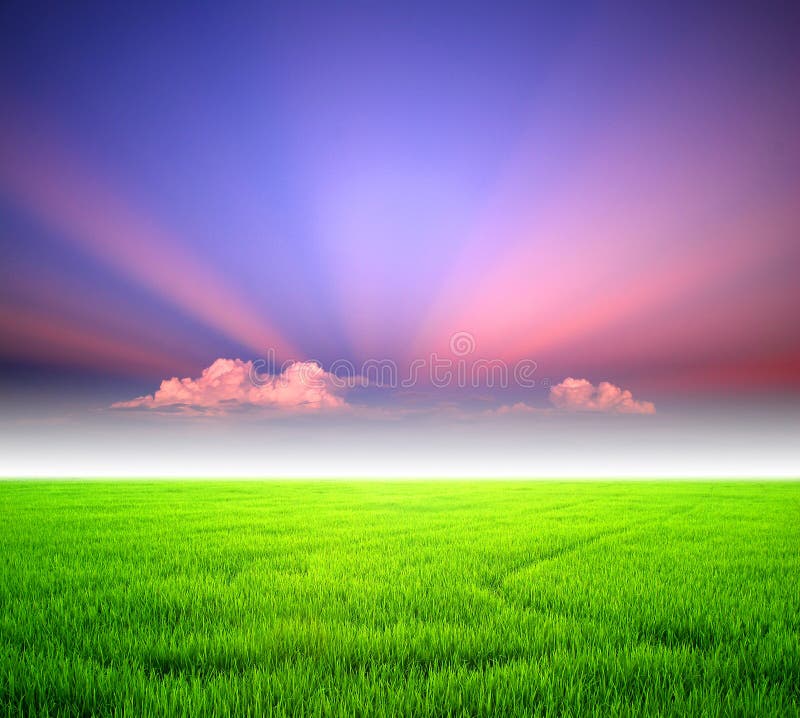 Rice sunset farm stock image. Image of grow, beautiful - 23261007