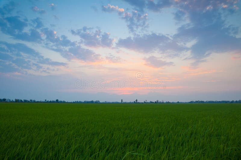 Sunset on the farm stock photo. Image of fence, green - 14997084
