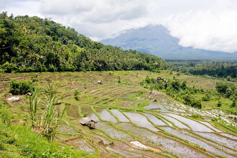 Mount mayon rice farmer editorial stock image. Image of walking - 13052324