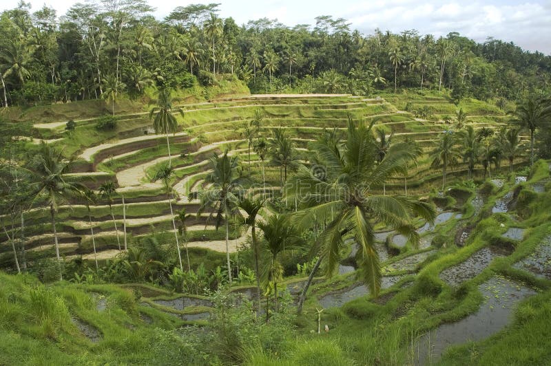 Rice terrace stock image. Image of layer, bali, botanic - 498649