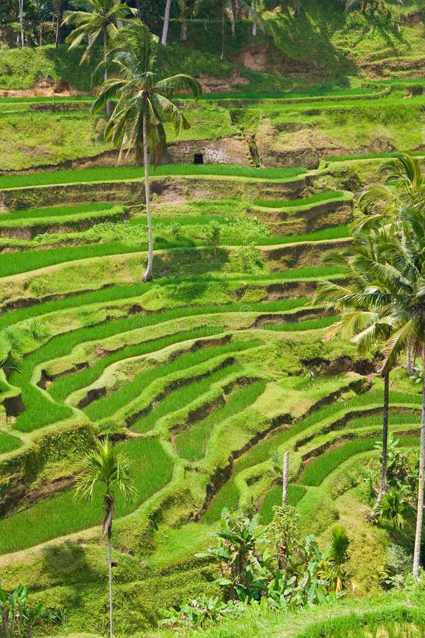 Rice Terrace Field, Ubud, Bali, Indonesia. Stock Photo - Image of ...