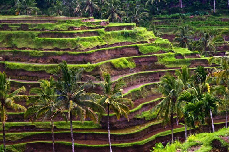 Rice terrace stock image. Image of terrace, asian, palms - 7435345