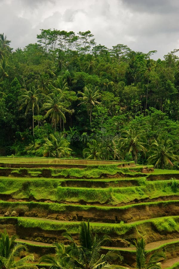 Rice terrace stock image. Image of reflex, asian, palms - 7435361