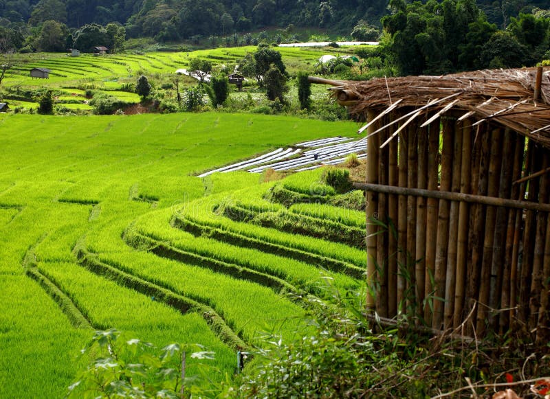 Rice terrace in Asia stock image. Image of valley, people - 43575841