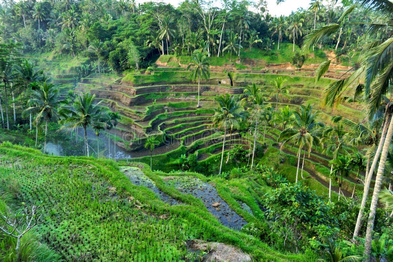 Rice terrace,Bali stock photo. Image of cereal, irrigation - 19173638