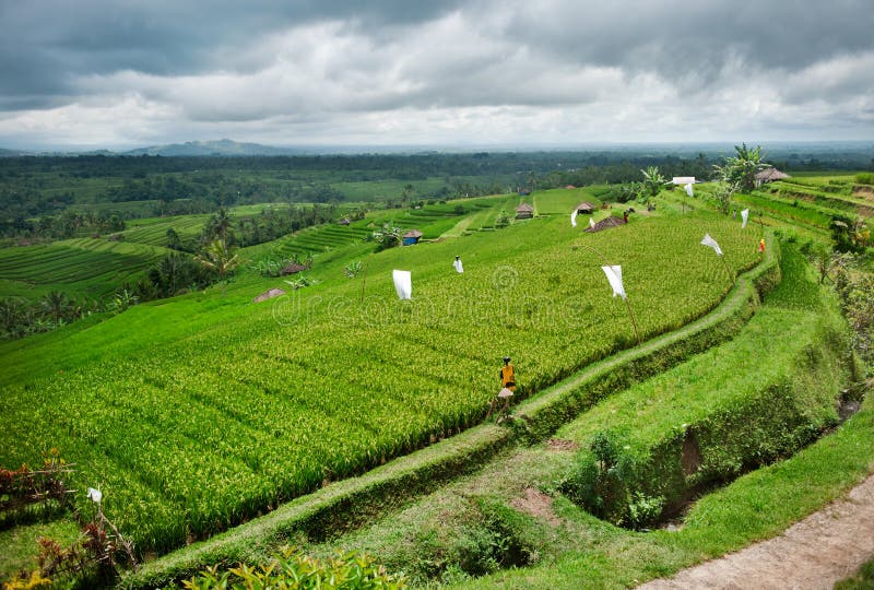 Rice terrace in Bali stock photo. Image of plantation - 23218204
