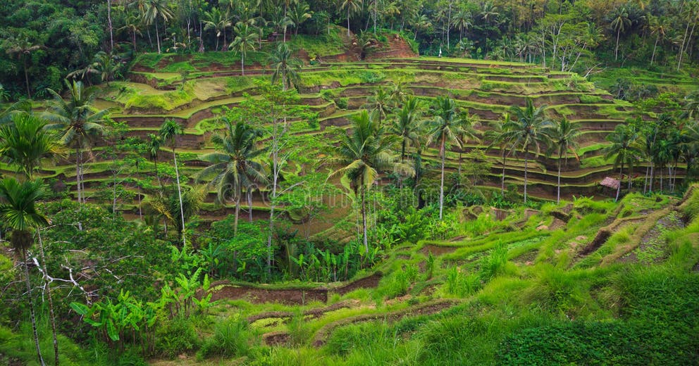 Rice Terrace, Bali, Indonesia Stock Image - Image of east, beautiful ...