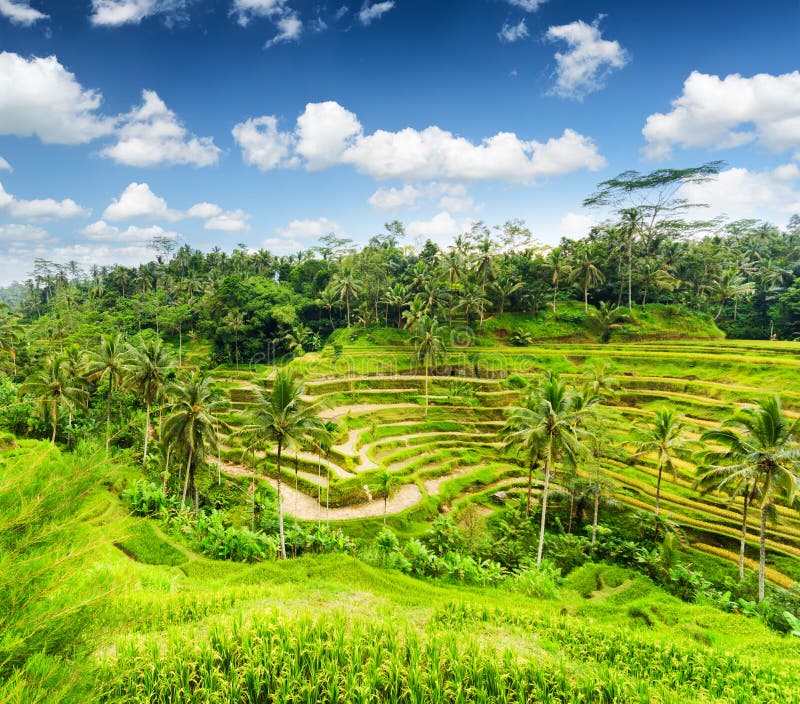 Rice Terrace of Bali Island, Indonesia Stock Photo - Image of asian ...