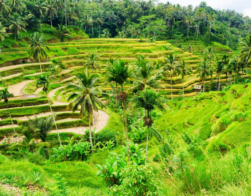 Rice Terrace Of Bali Island, Indonesia Stock Photo - Image of ground ...