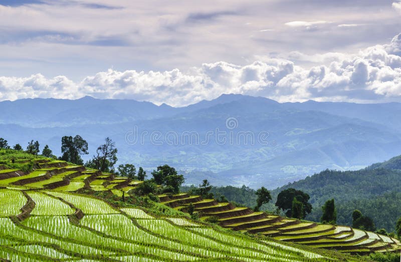 Rice terrace stock image. Image of clear, gold, atmosphere - 60228423