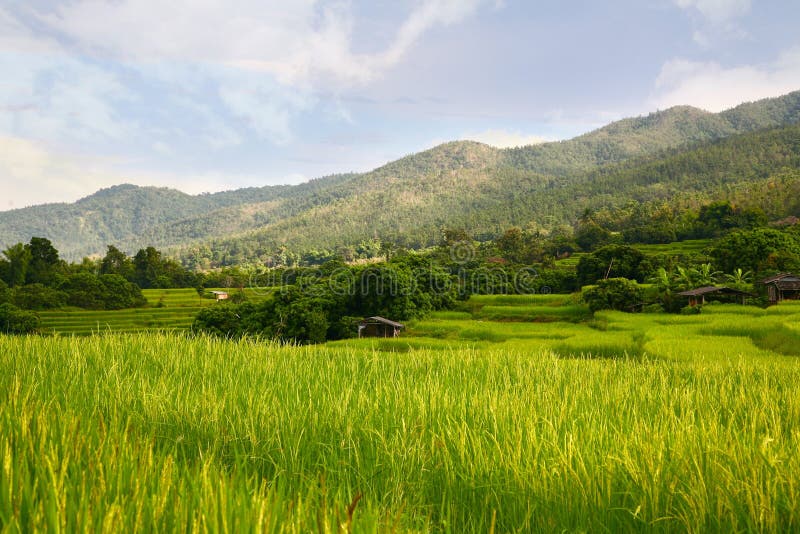 Rice Terrace at Chiangmai , Thailand Stock Image - Image of management ...